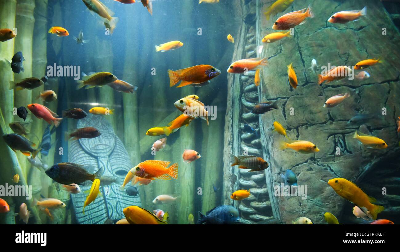 Tropical colorful fish on a coral reef Stock Photo - Alamy