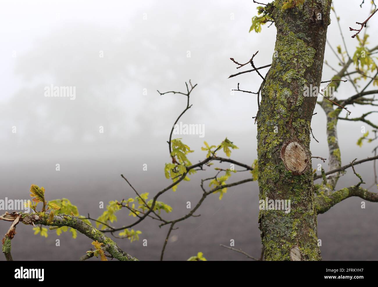 Trunk of an budding oak tree in the fog. In the background are ...