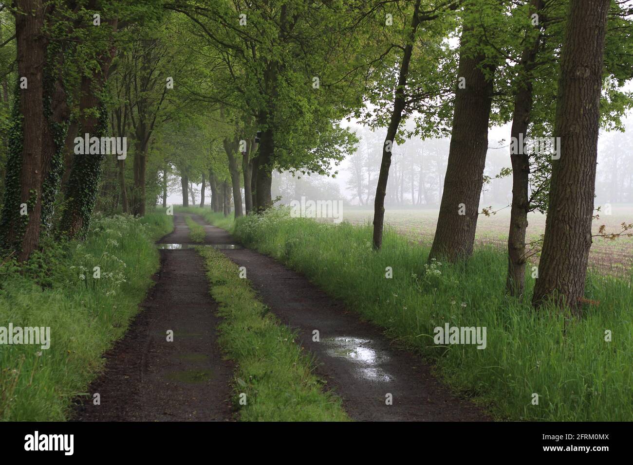 Tree lined country road. A typical German forest with oak and beech ...
