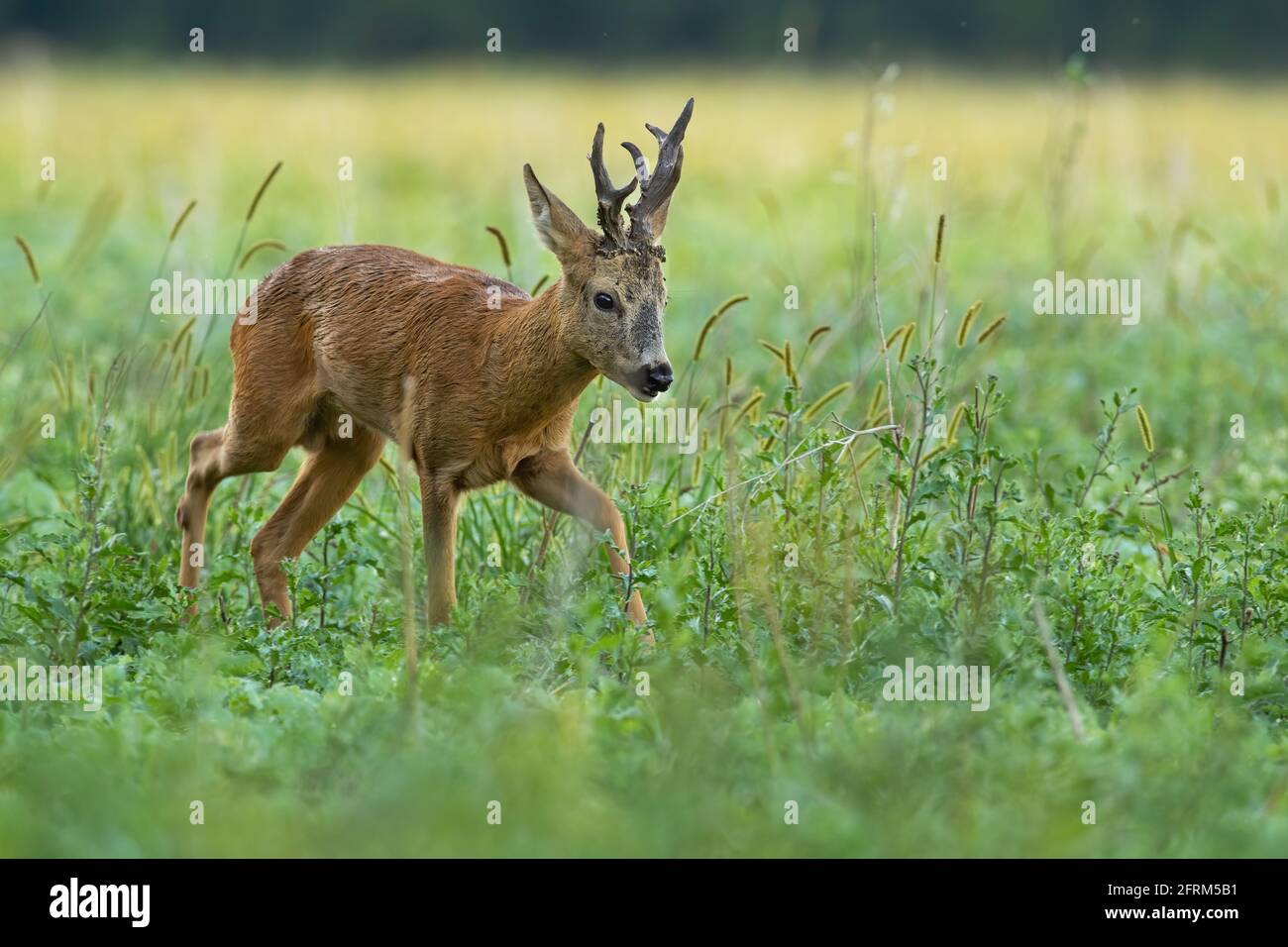 European roe deer walking hi-res stock photography and images - Alamy