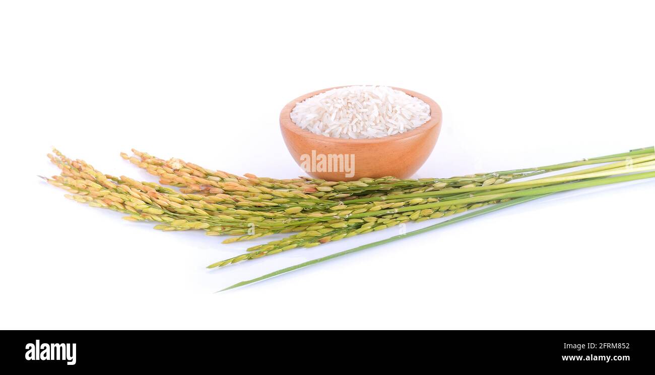 rice plant isolated on white background Stock Photo - Alamy
