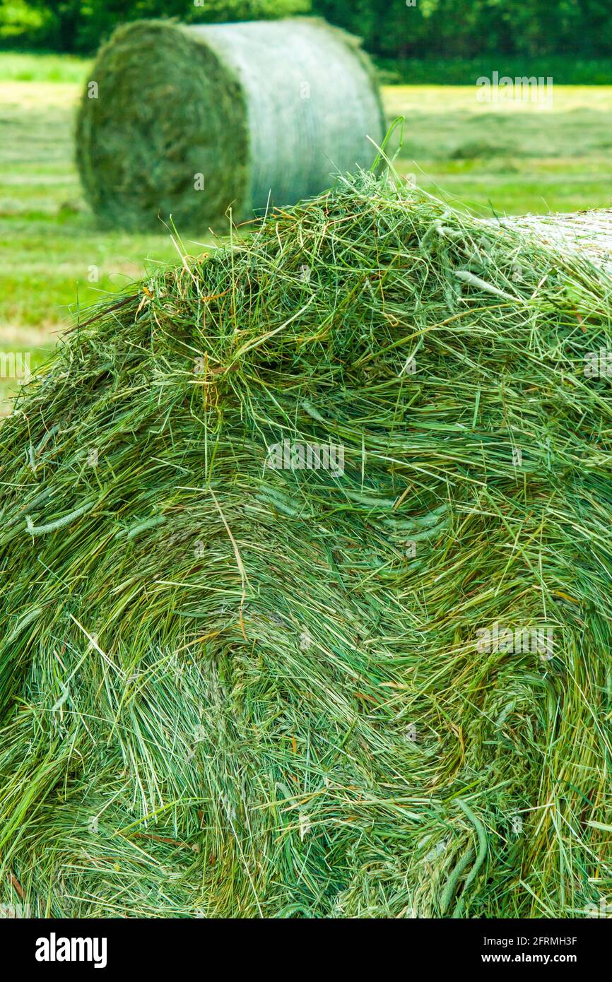close up view of green fresh hay for livestock during field work for ...