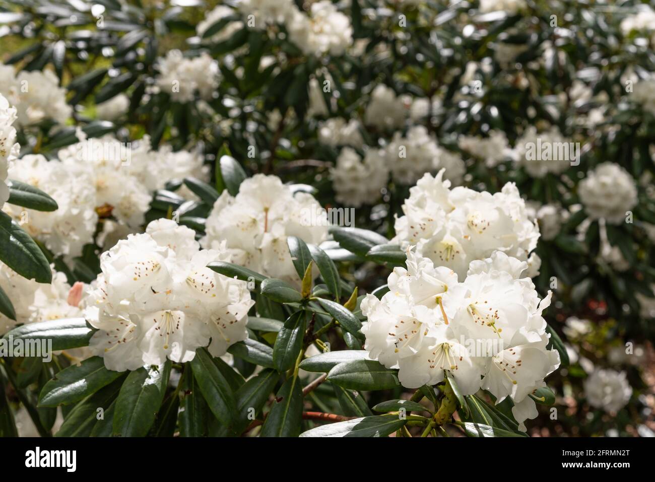 White flowered Rhododendron Stock Photo - Alamy