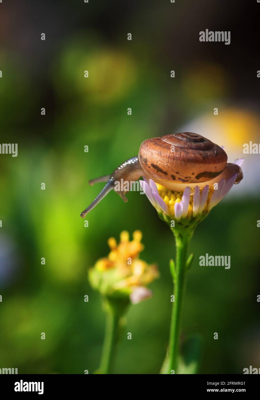 Cap daisy hi-res stock photography and images - Alamy