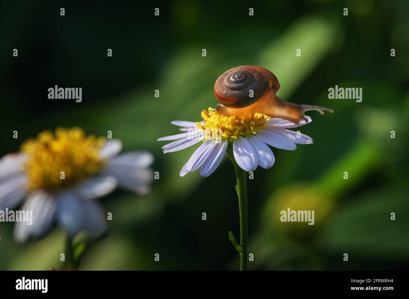A snail on the daisy flower Stock Photo - Alamy