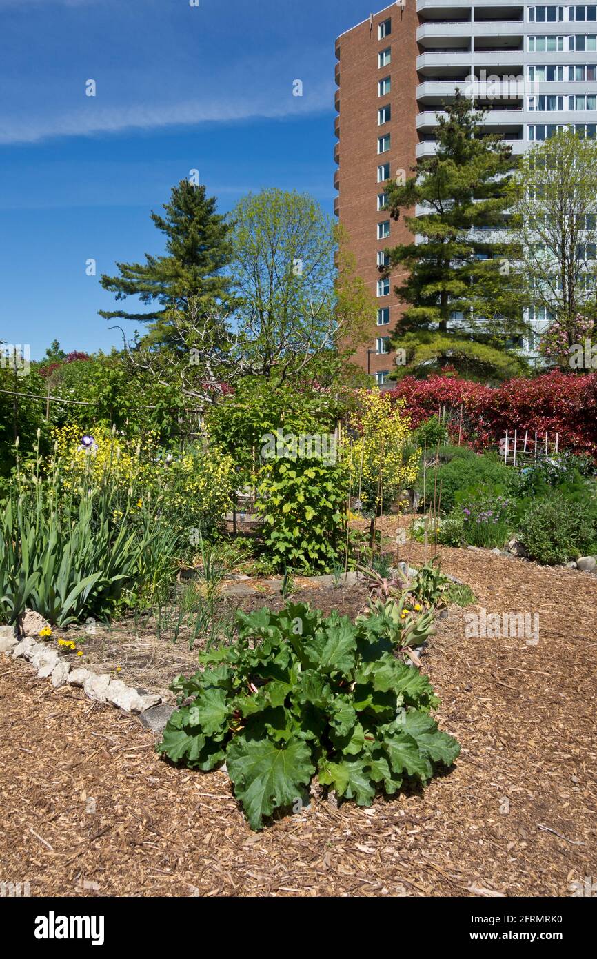 Community garden plots hi-res stock photography and images - Alamy