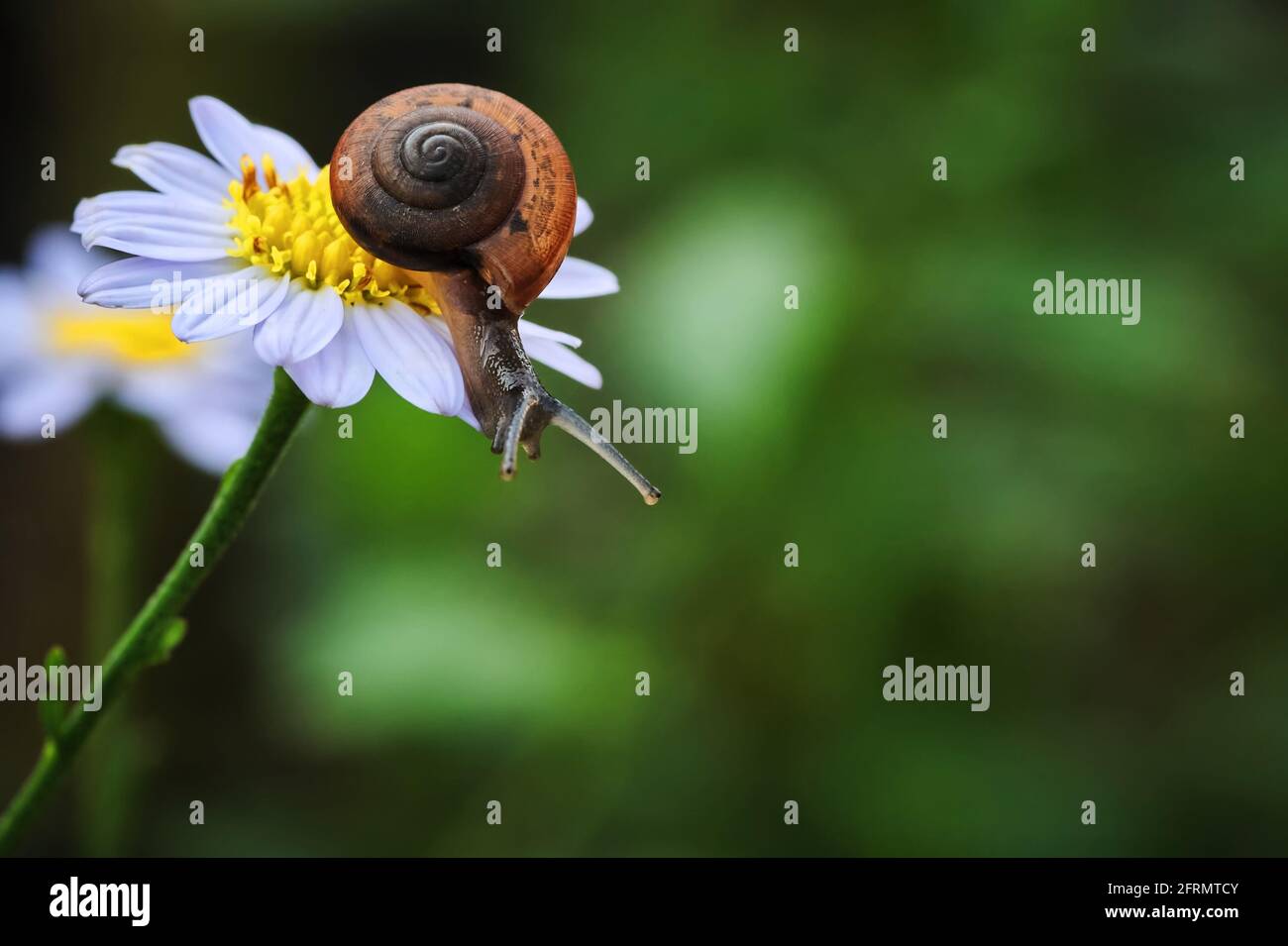 A snail on the daisy flower Stock Photo - Alamy