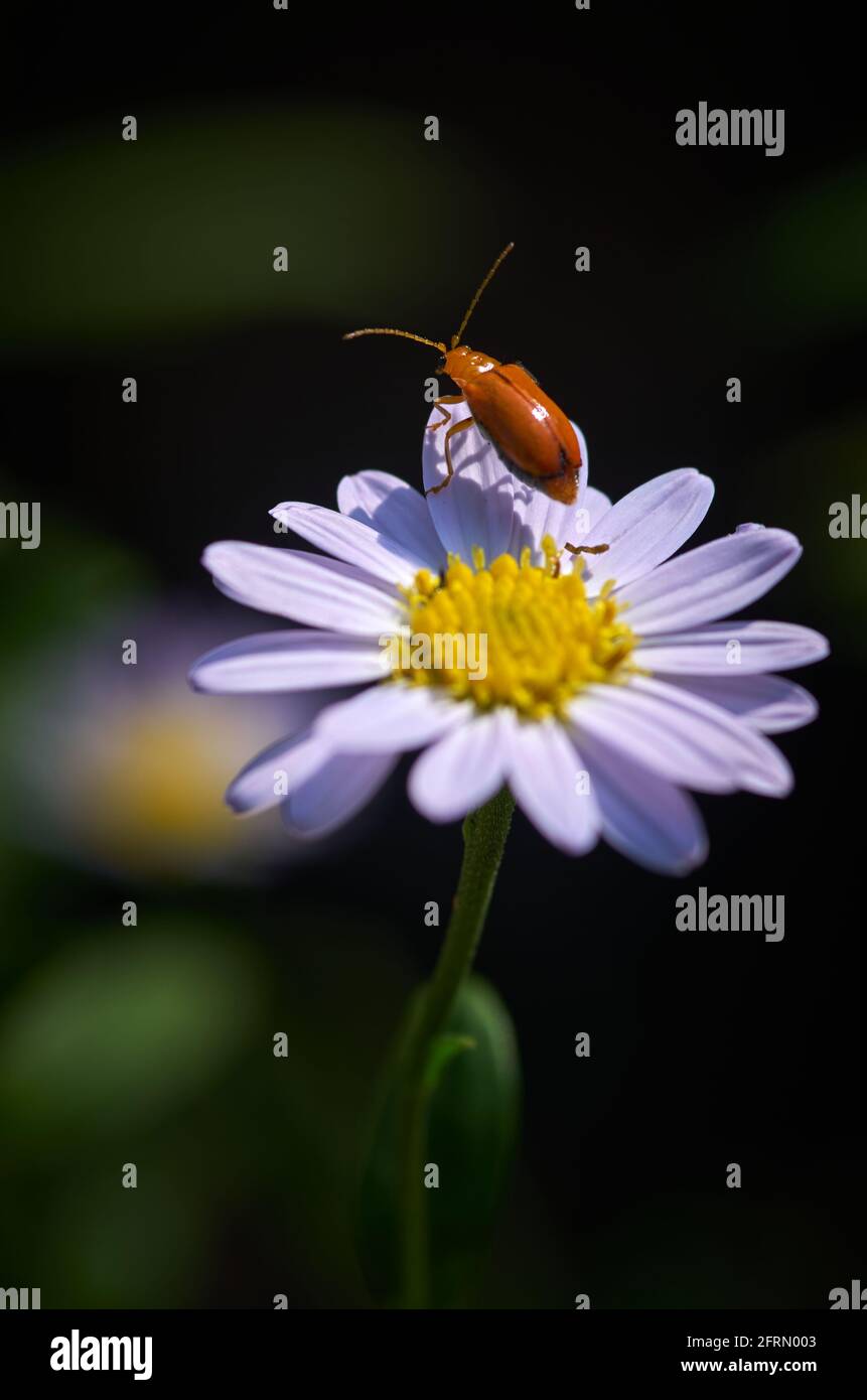 Bug and bloom hi-res stock photography and images - Alamy