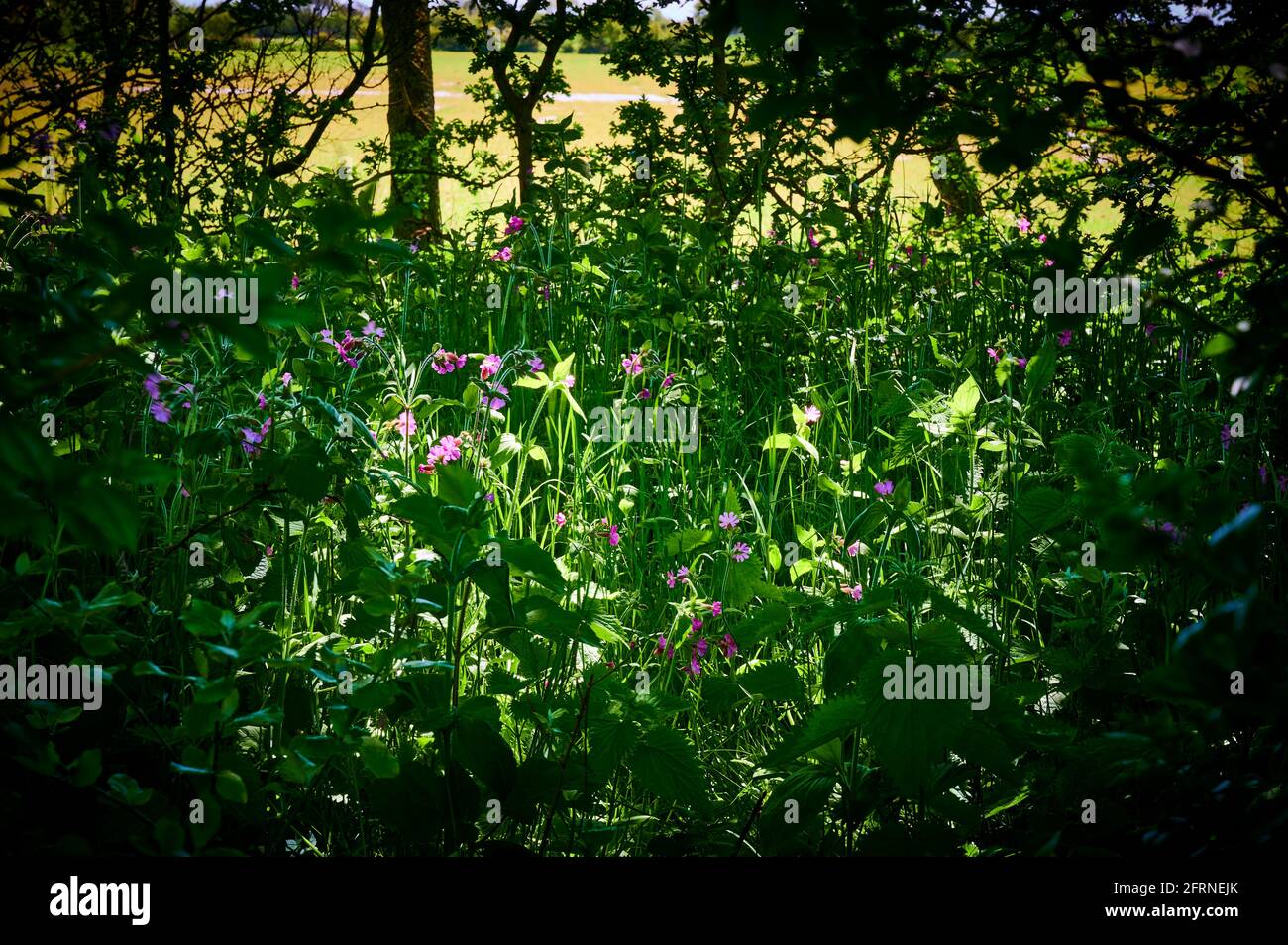 Hedgerow in shade hi-res stock photography and images - Alamy