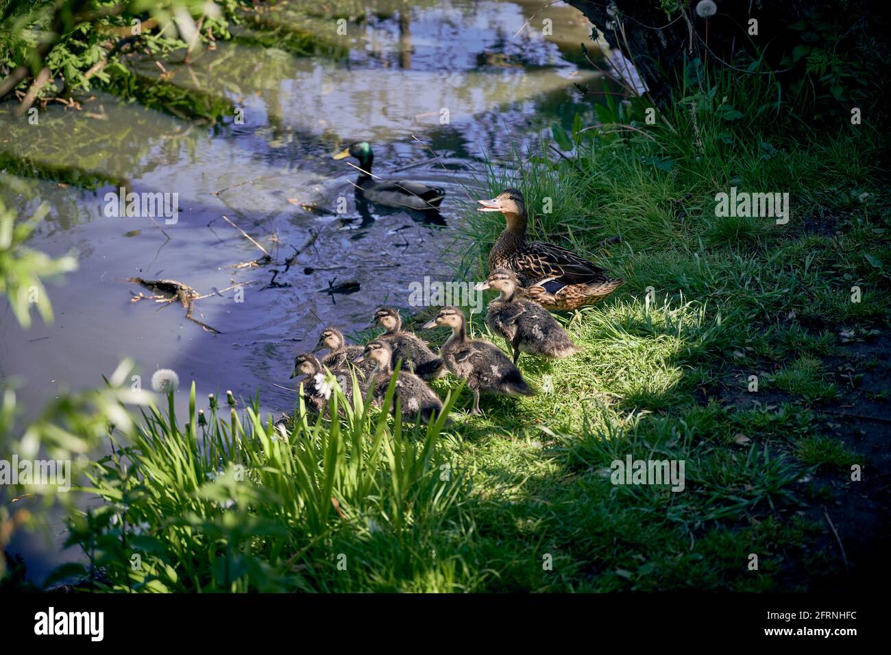 Family of mallards hi-res stock photography and images - Alamy