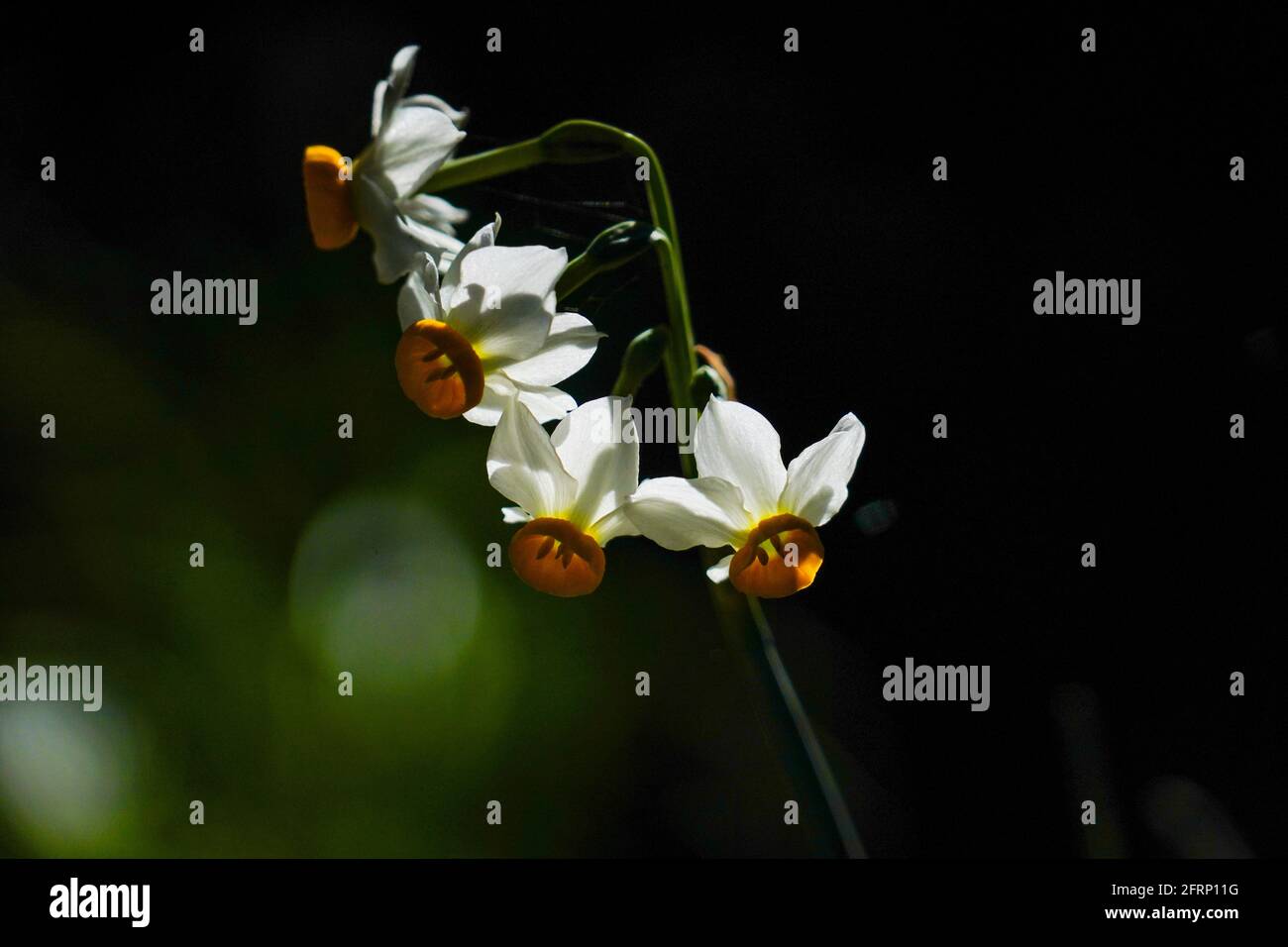 Common Daffodil (Narcissus tazetta) photographed in Israel, in December ...