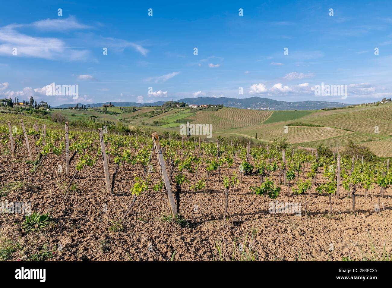 Vineyards for the production of Chianti wine in the province of ...