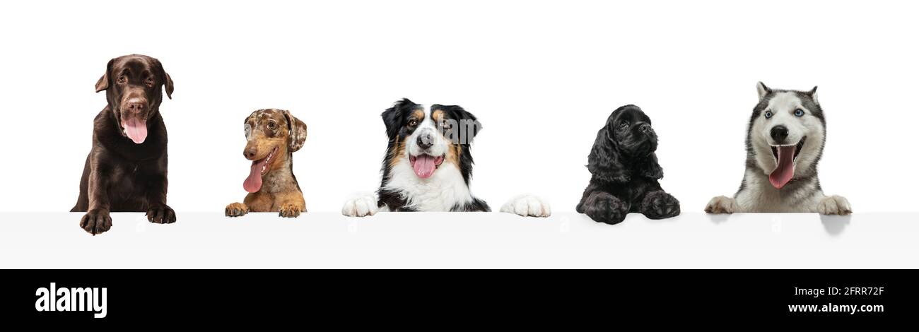 Group of five different purebred dogs sitting isolated over white ...