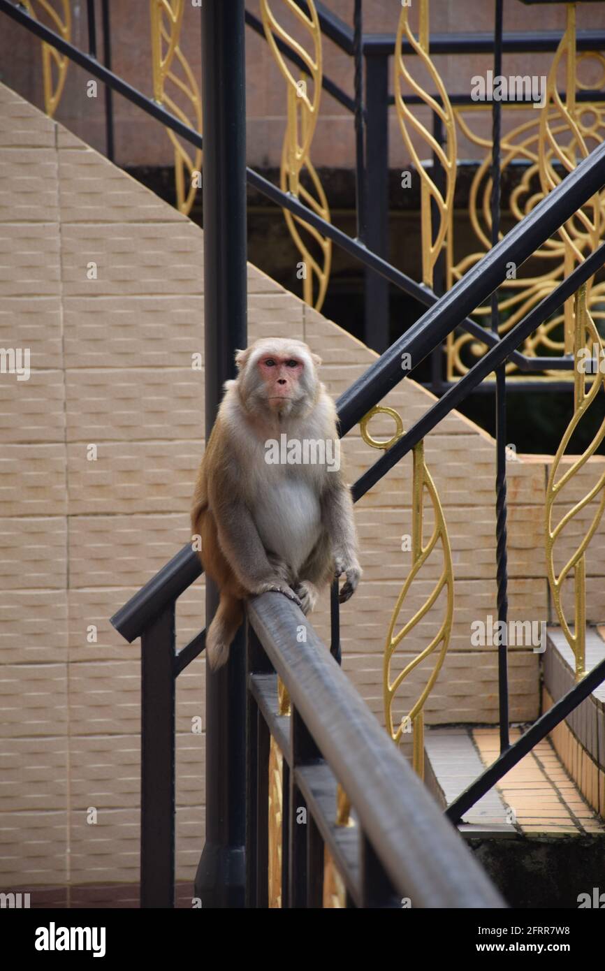 Primate walking hi-res stock photography and images - Alamy