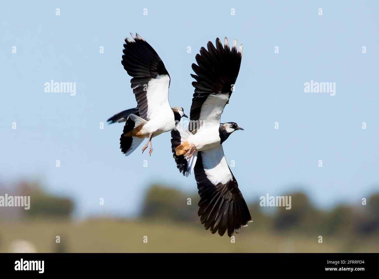 Flying lapwings hi-res stock photography and images - Alamy