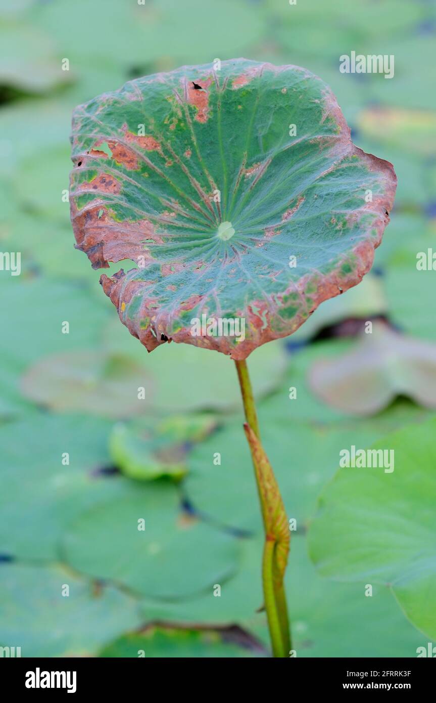 Shriveled lotus flower hi-res stock photography and images - Alamy