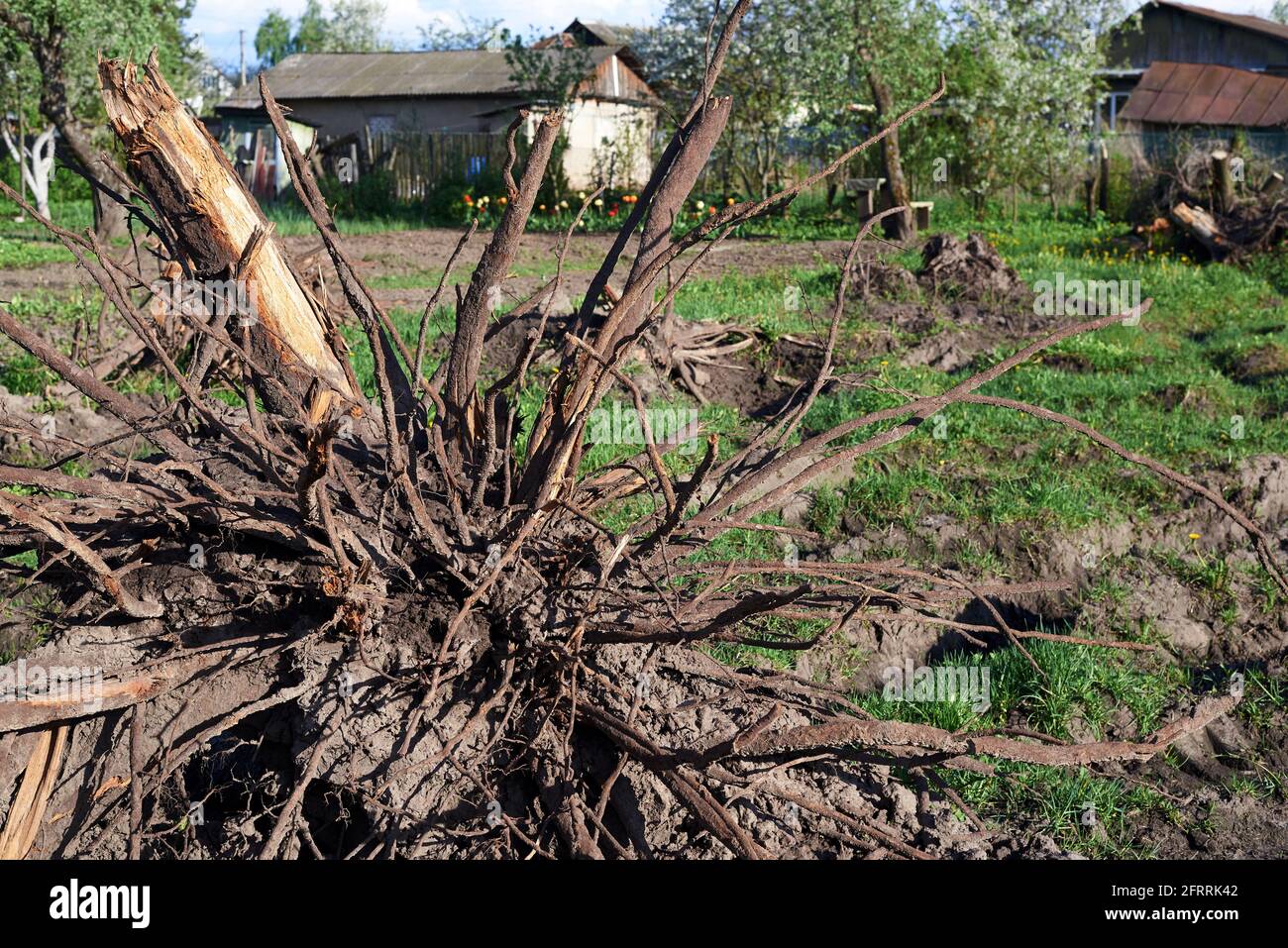 Uprooting trees for agricultural land use, tree removal, development of ...