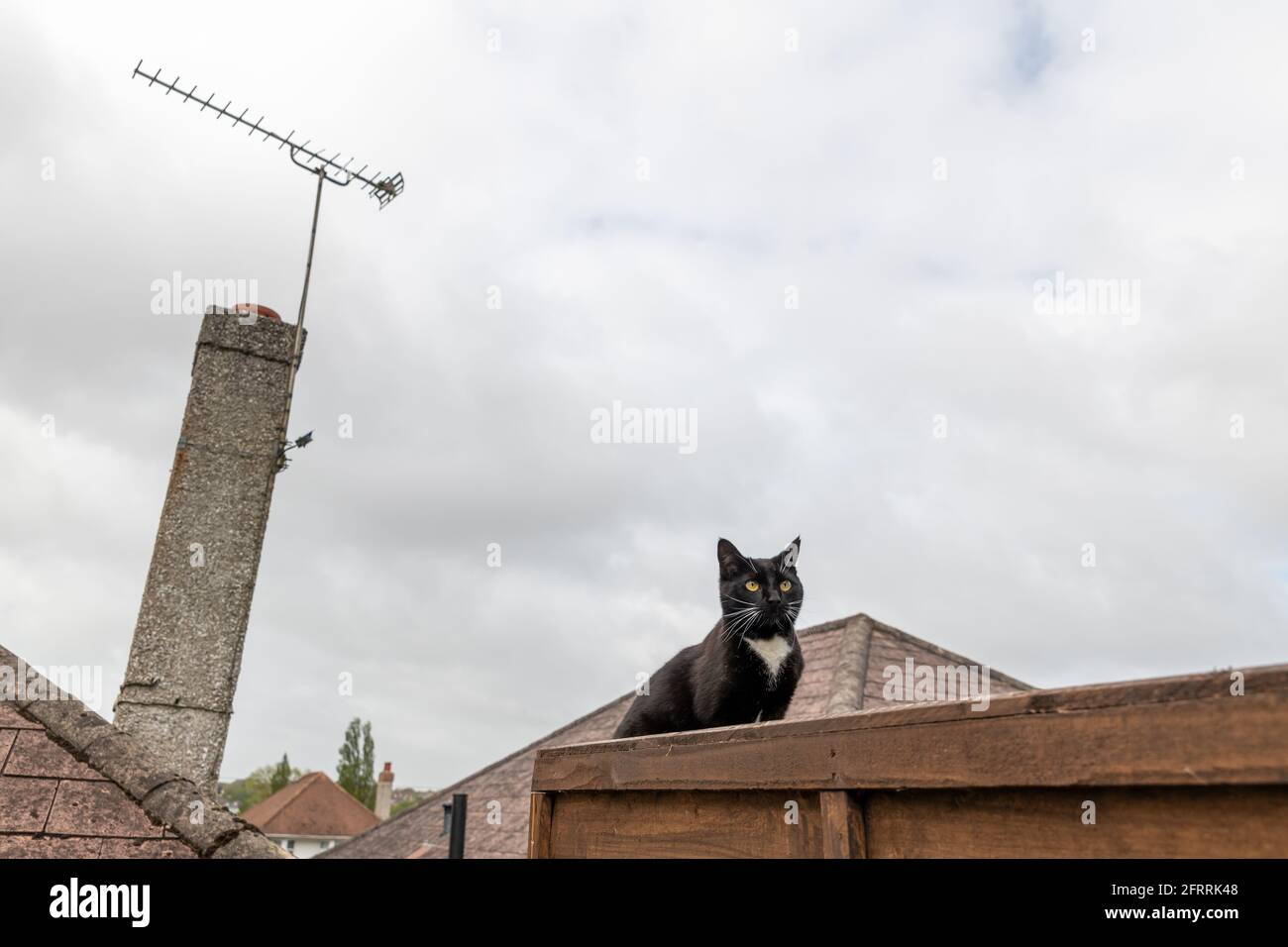 Cat damage fence hi-res stock photography and images - Alamy