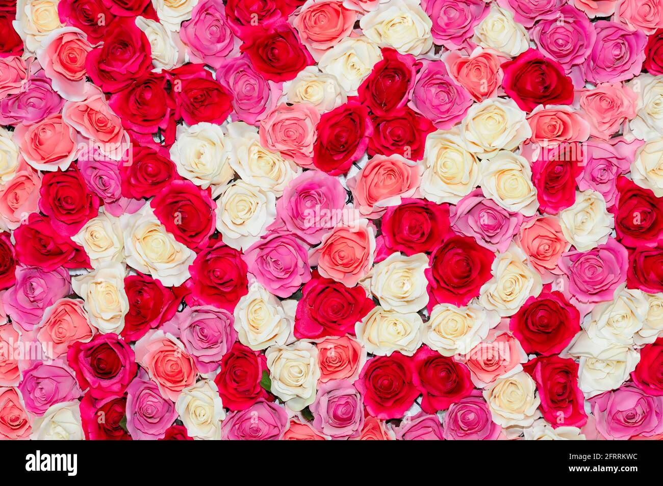 Beautiful Wall of Roses Stock Photo - Alamy