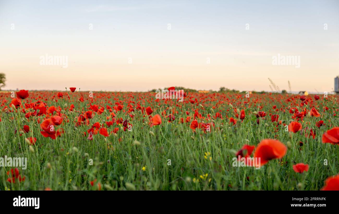 Beautiful red poppies sunset hi-res stock photography and images - Alamy