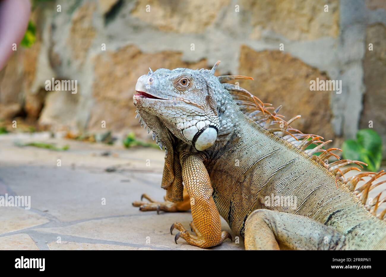 Common iguana in a zoo Stock Photo - Alamy