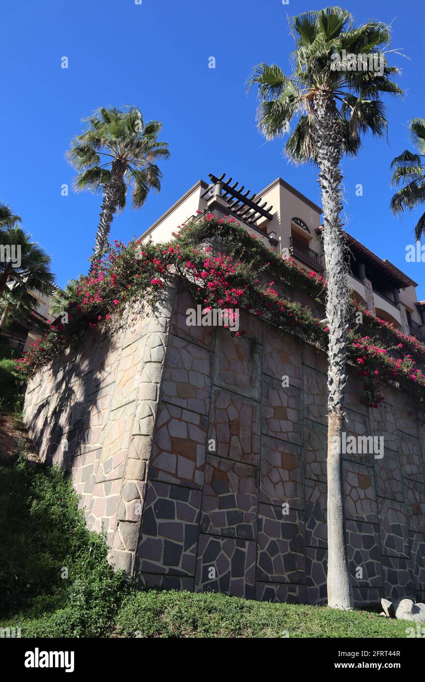 Low angle of an architectural building and palm trees in Los Cabos ...