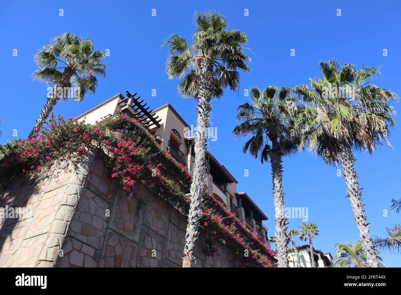 Low angle of an architectural building and palm trees in Los Cabos ...