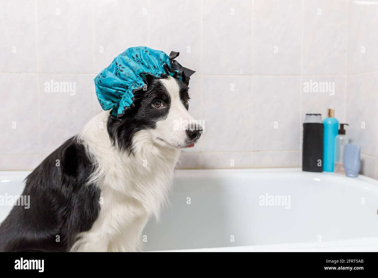 Funny indoor portrait of puppy dog border collie sitting in bath gets ...