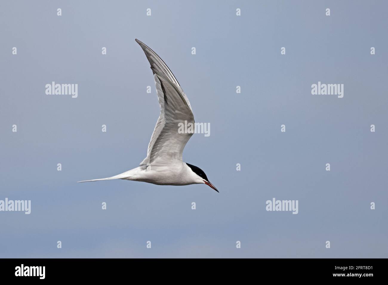 Common Tern in flight at Lodmoor RSPB Reserve Dorset Stock Photo - Alamy