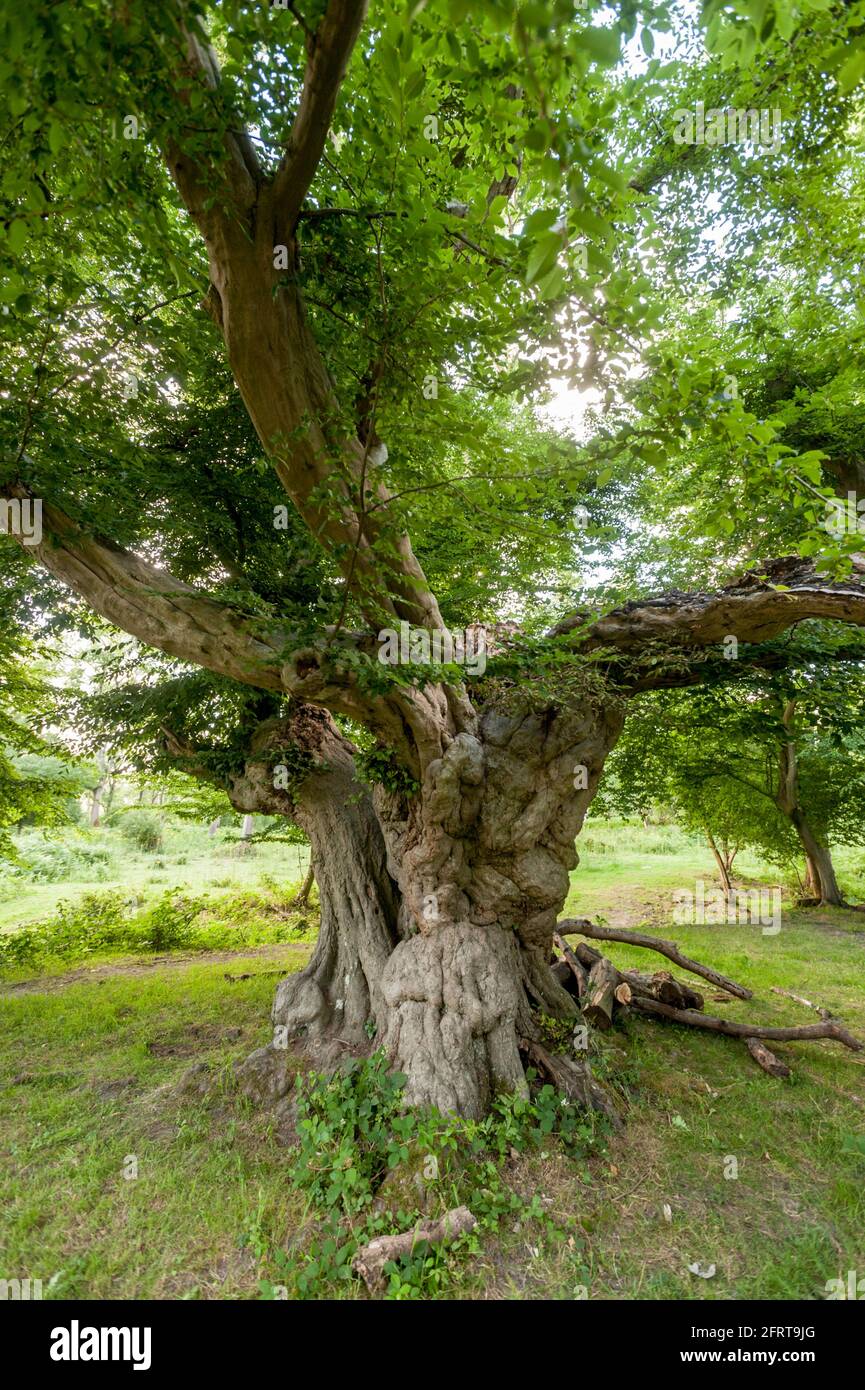 Cobham estate hi-res stock photography and images - Alamy