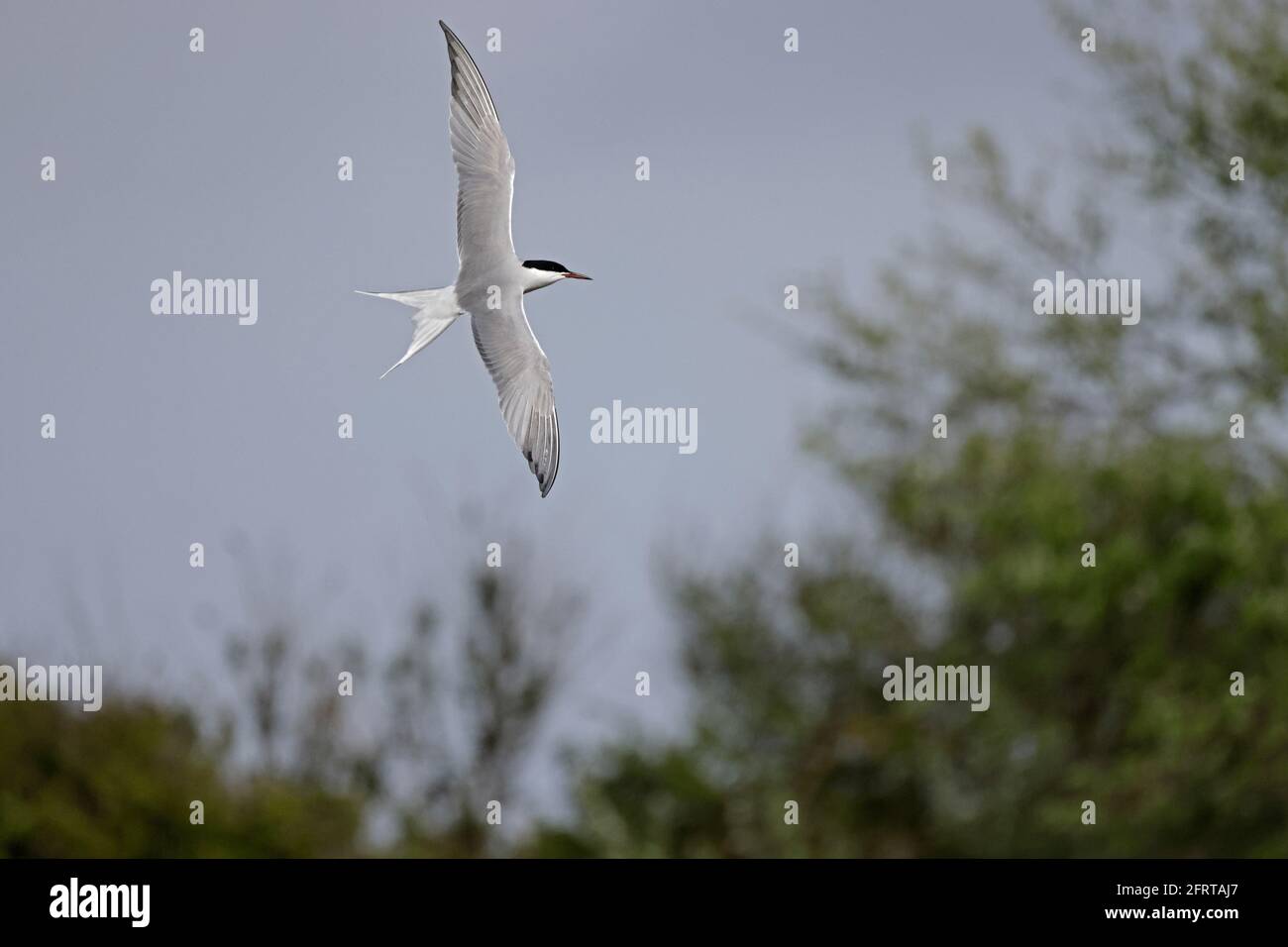 Common Tern in flight at Lodmoor RSPB Reserve Dorset Stock Photo - Alamy