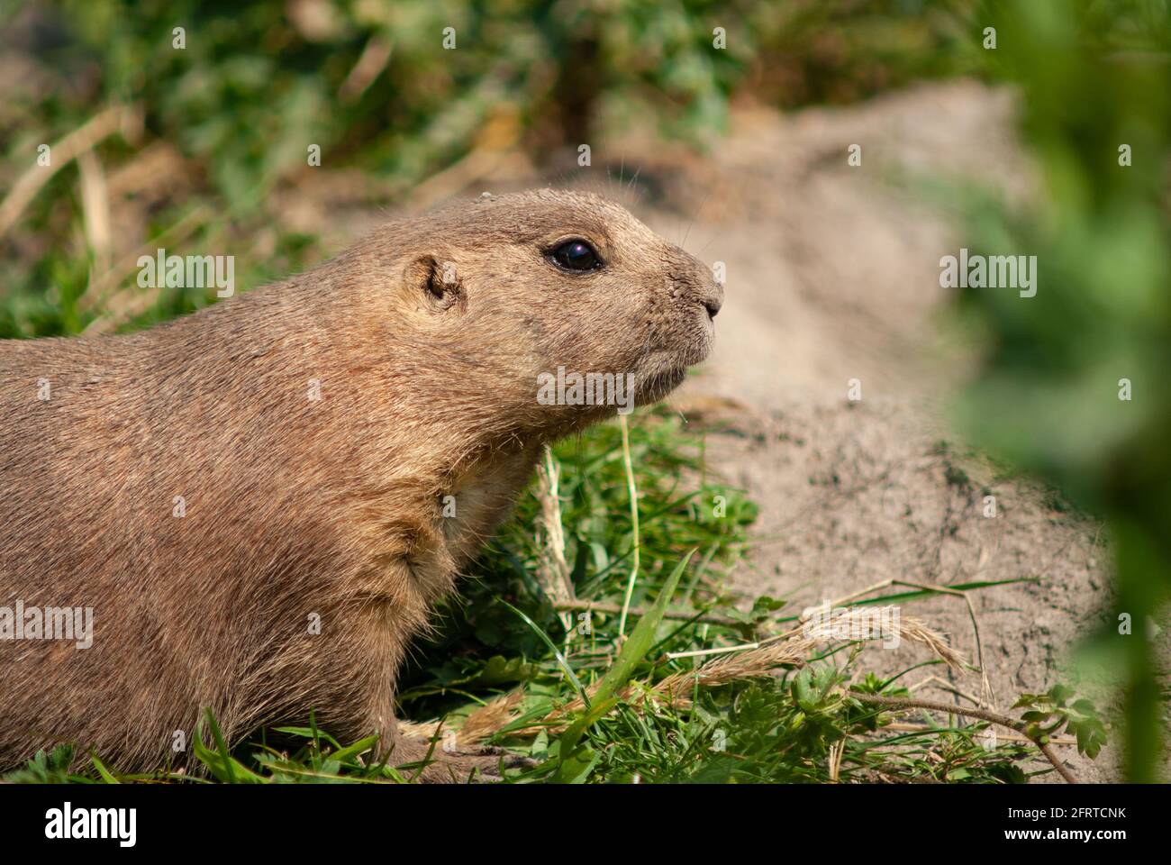 Adorable groundhog also known as a woodchuck in the forest Stock Photo ...