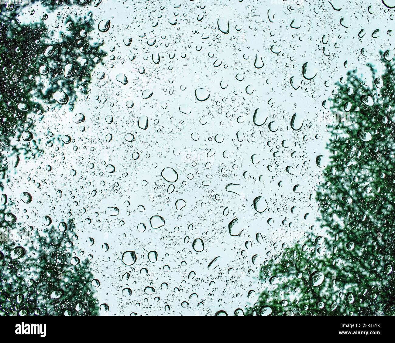 Rainy day in pine forest hi-res stock photography and images - Alamy