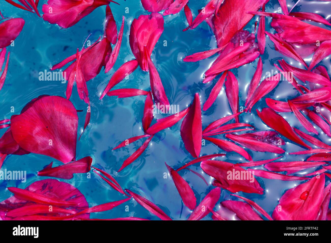 Peony petals floating on blue water Stock Photo - Alamy