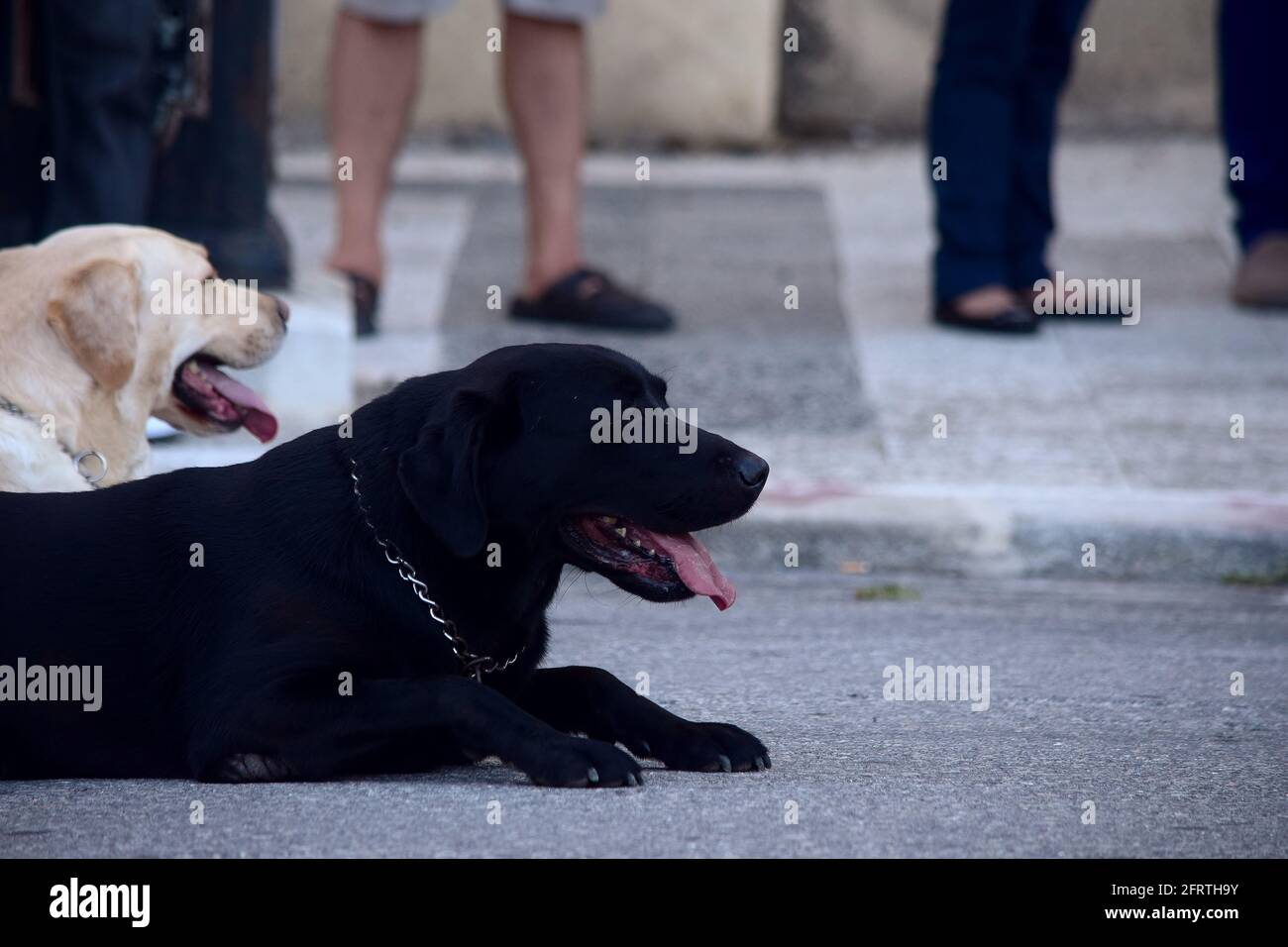 FLORIANA, MALTA - Oct 18, 2015: An obedient black Labrador dog with a ...