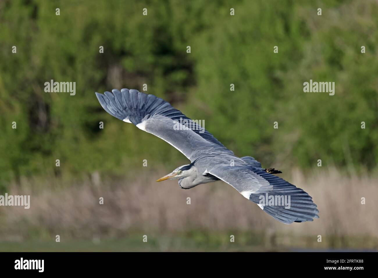 Lodmoor rspb reserve hi-res stock photography and images - Alamy