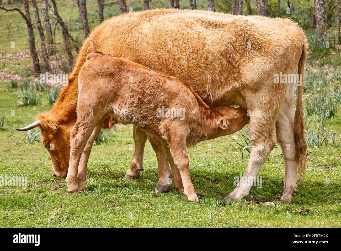 Unweaned calf hi-res stock photography and images - Alamy