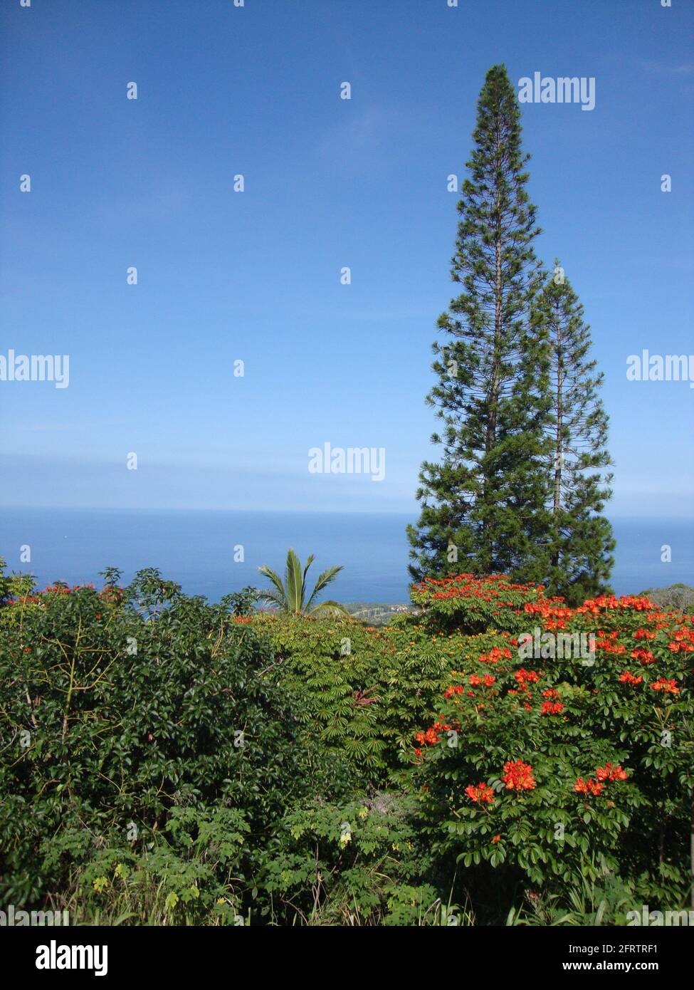 Plants and lush vegetation on Kona (the Big Island of Hawaii), on the ...