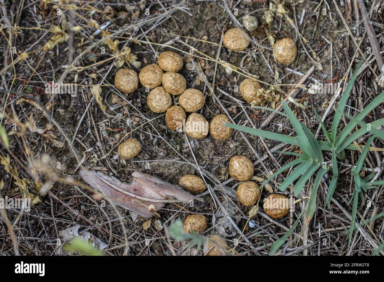 Feces of the European hare, latin name Lepus europaeus in Subotica ...