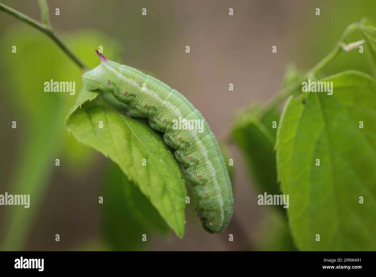 Green caterpillar of the narrow-bordered bee hawk-moth, latin name ...
