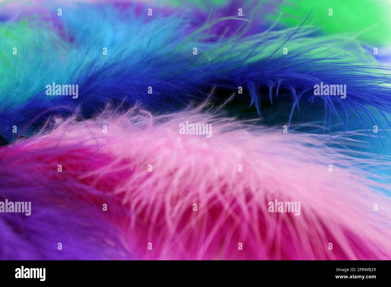 very beautiful and colorful and fluffy wallpaper from soft bird ...