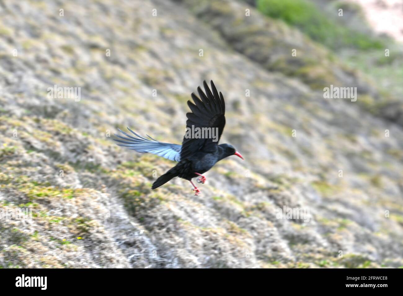 Cornish chough in flight hi-res stock photography and images - Alamy