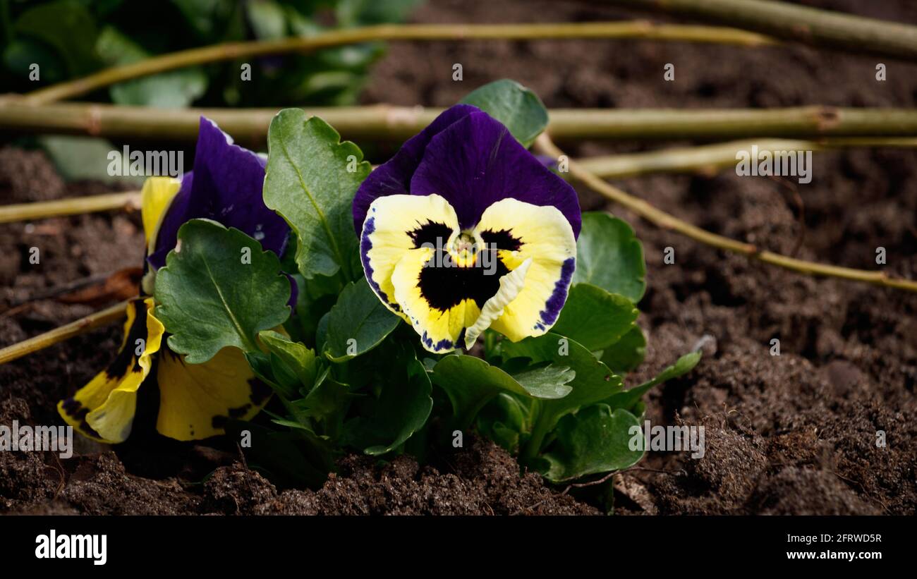 beautiful spring flower with yellow and purple petals grows in the ...