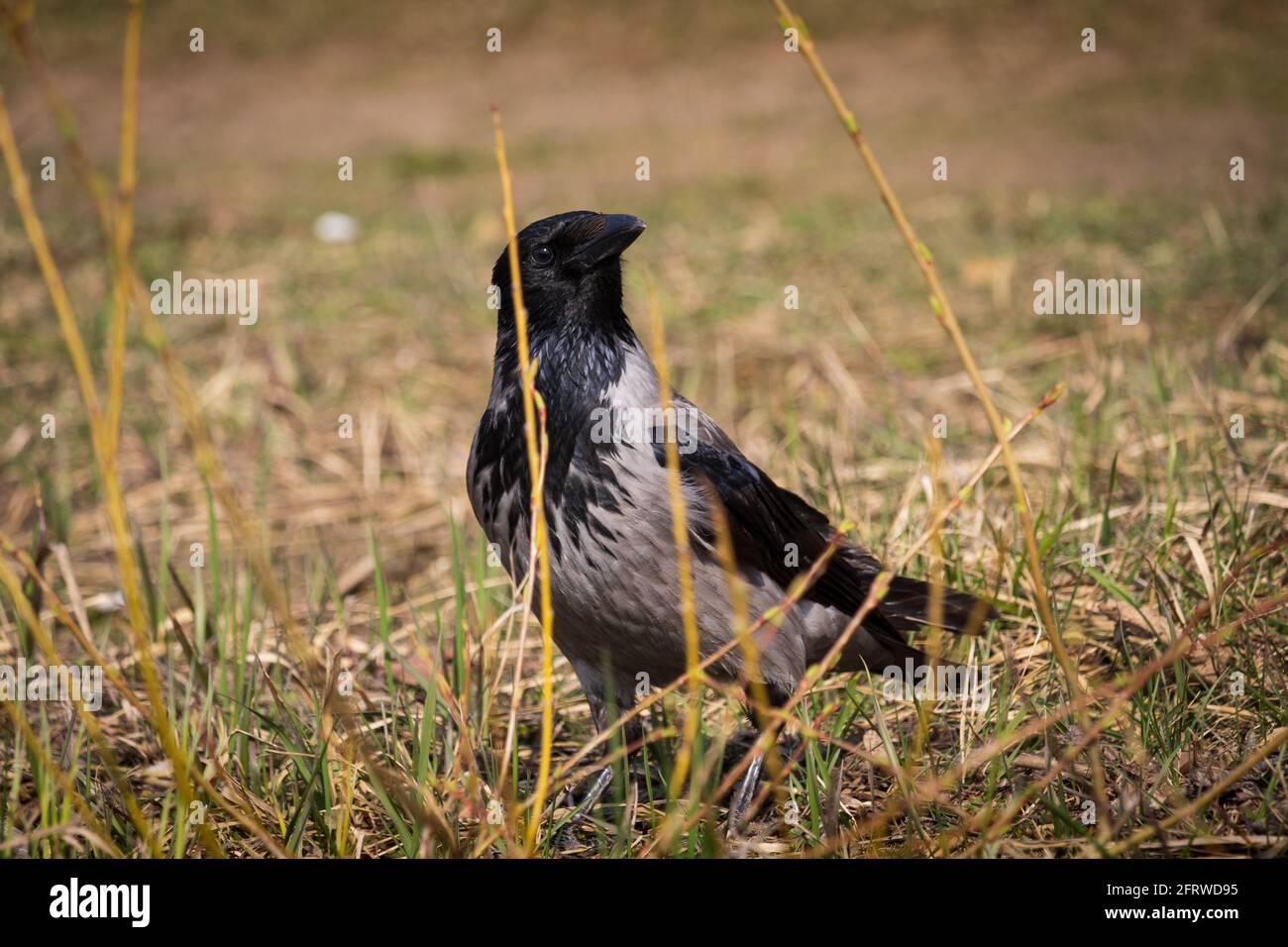 gray, beautiful crow with a black head and chest looking for food in ...