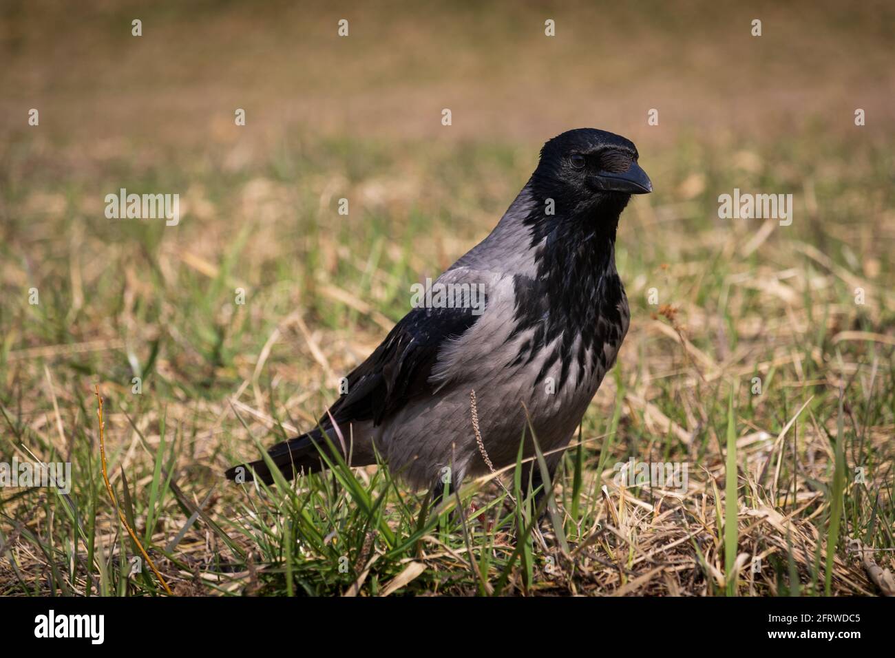 gray crow with a black head and chest looking for food in the meadow on ...