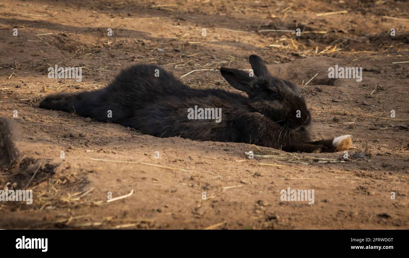a very black rabbit with white paws basking in the sun on a warm spring ...