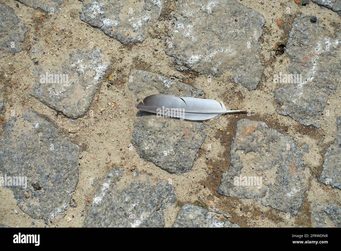 Pigeon droppings on a pavement in Berlin, Germany Stock Photo - Alamy