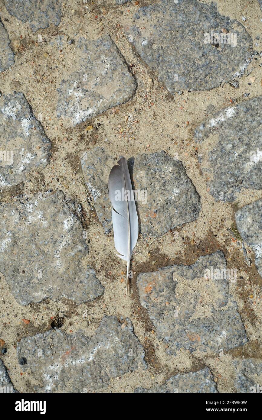 Pigeon droppings on a pavement in Berlin, Germany Stock Photo - Alamy
