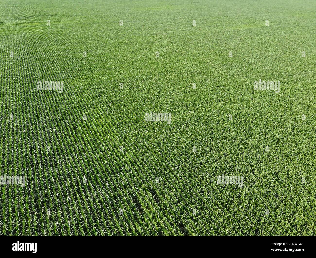Extensive corn fields, top view. Green farm fields, landscape Stock ...