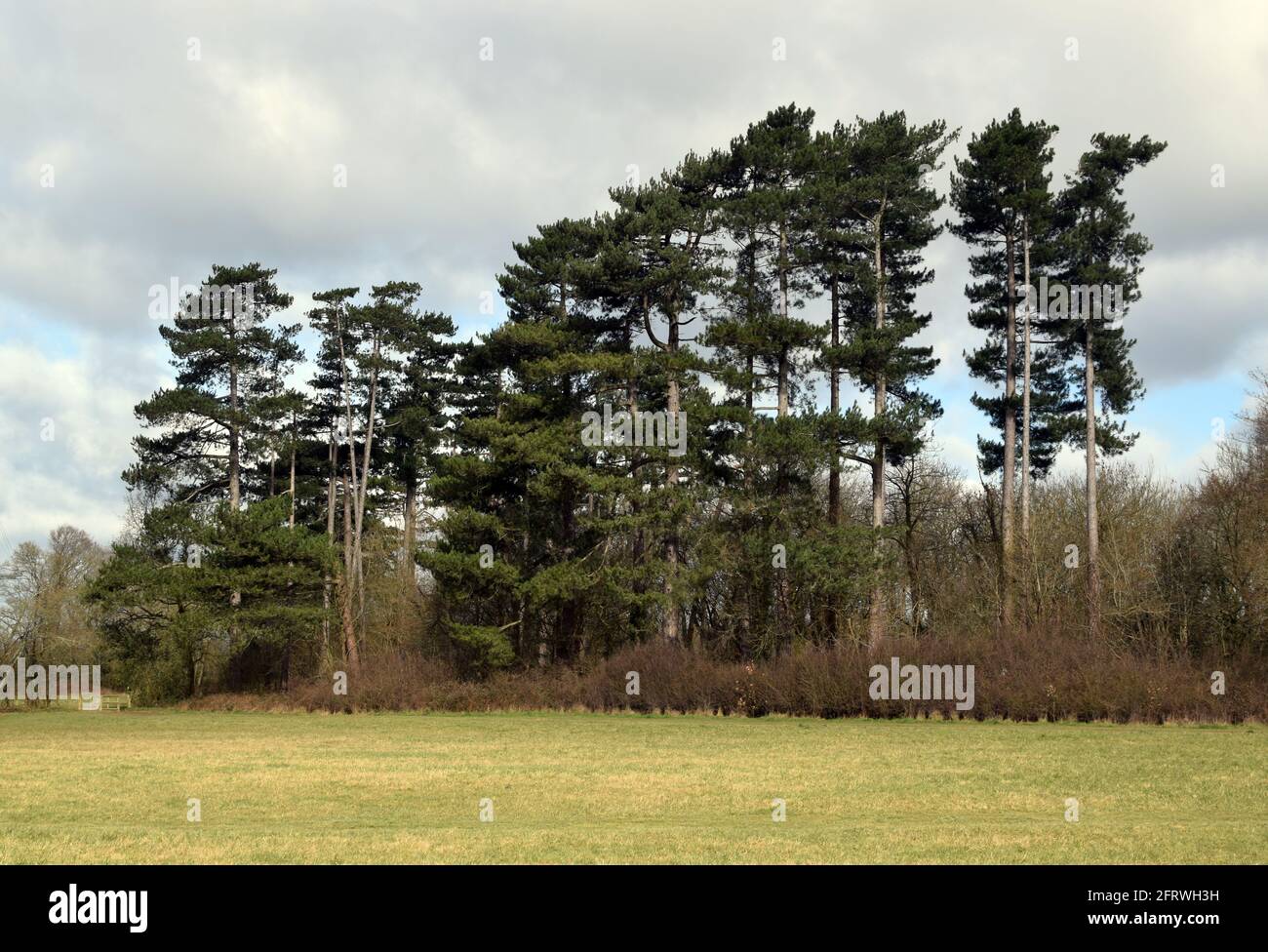 Pine copse hi-res stock photography and images - Alamy
